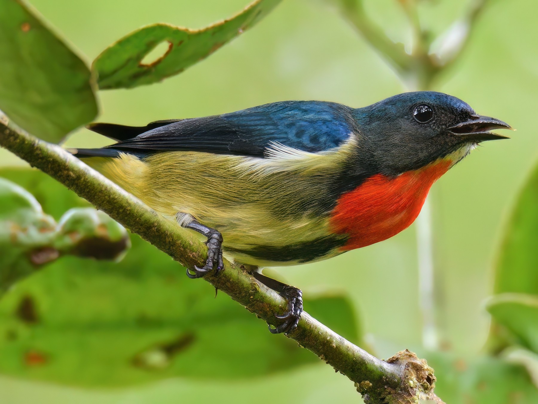 Fire-throated Flowerpecker - eBird