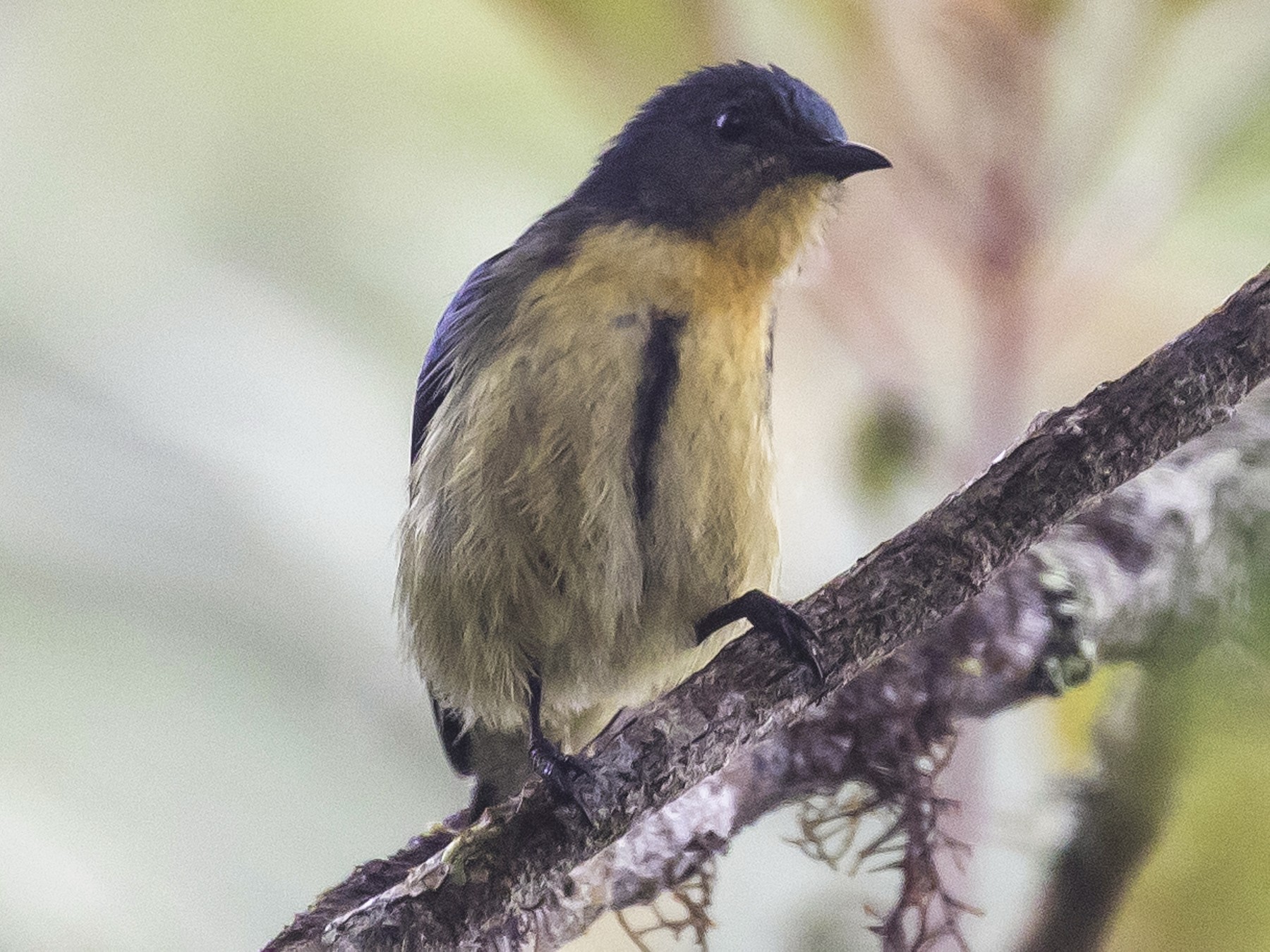 Picaflores de Sumatra - eBird