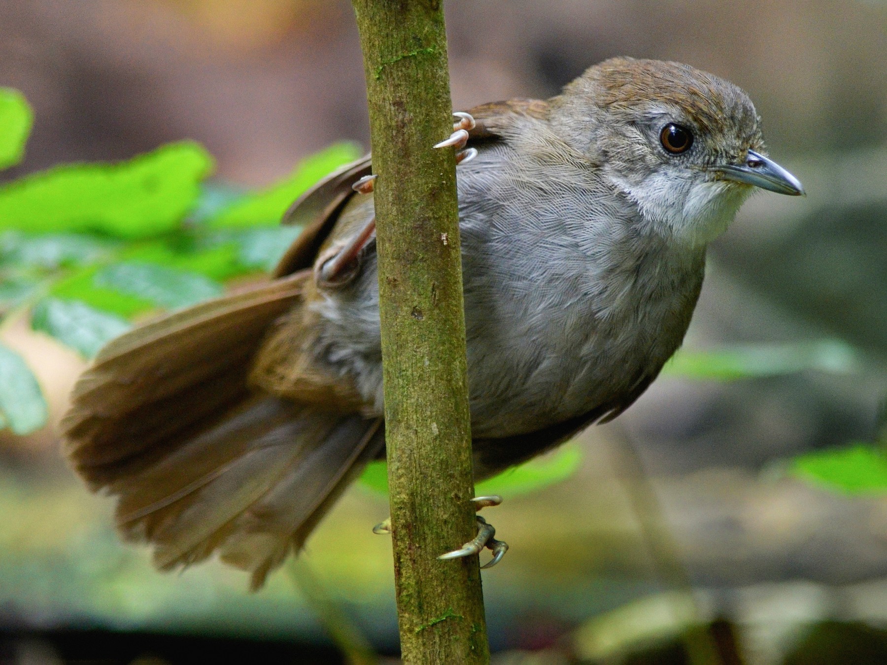Tanzanian Illadopsis - eBird
