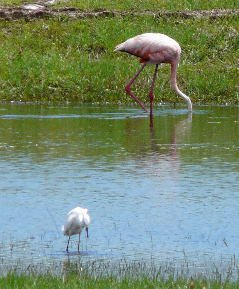 eBird Checklist - 7 Sep 2023 - Taylor Correctional Institution - 4 species