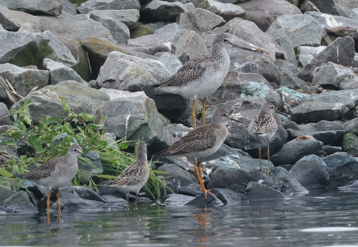 eBird Checklist - 7 Sep 2023 - Station d'épuration, Cap St-Ignace - 12 ...