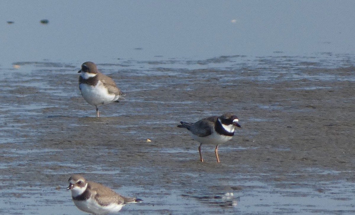 New York Breeding Bird Atlas Checklist - 7 Sep 2023 - Fire Island--Old ...