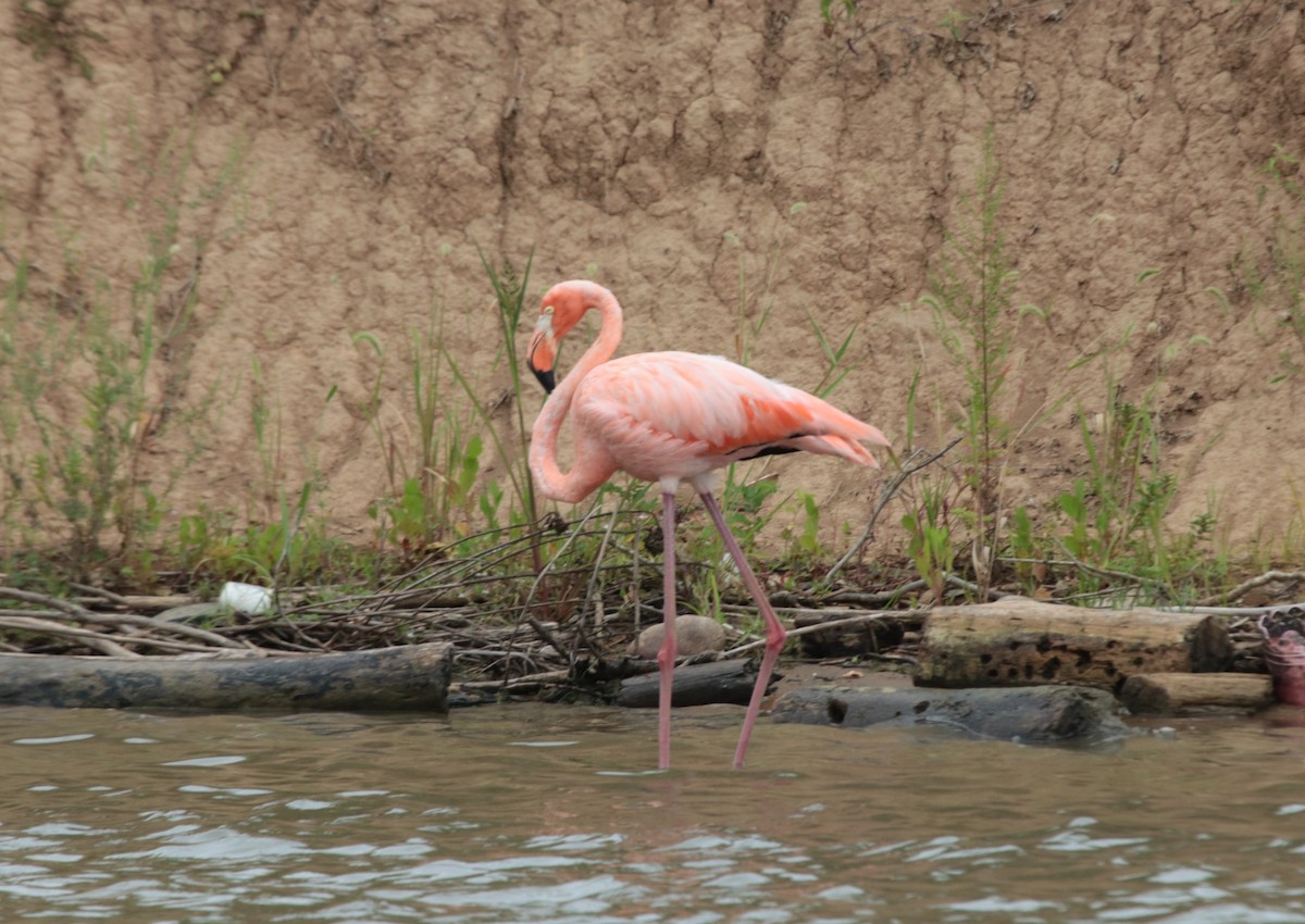 eBird Checklist - 7 Sep 2023 - stakeout American Flamingo, Gallatin Co ...