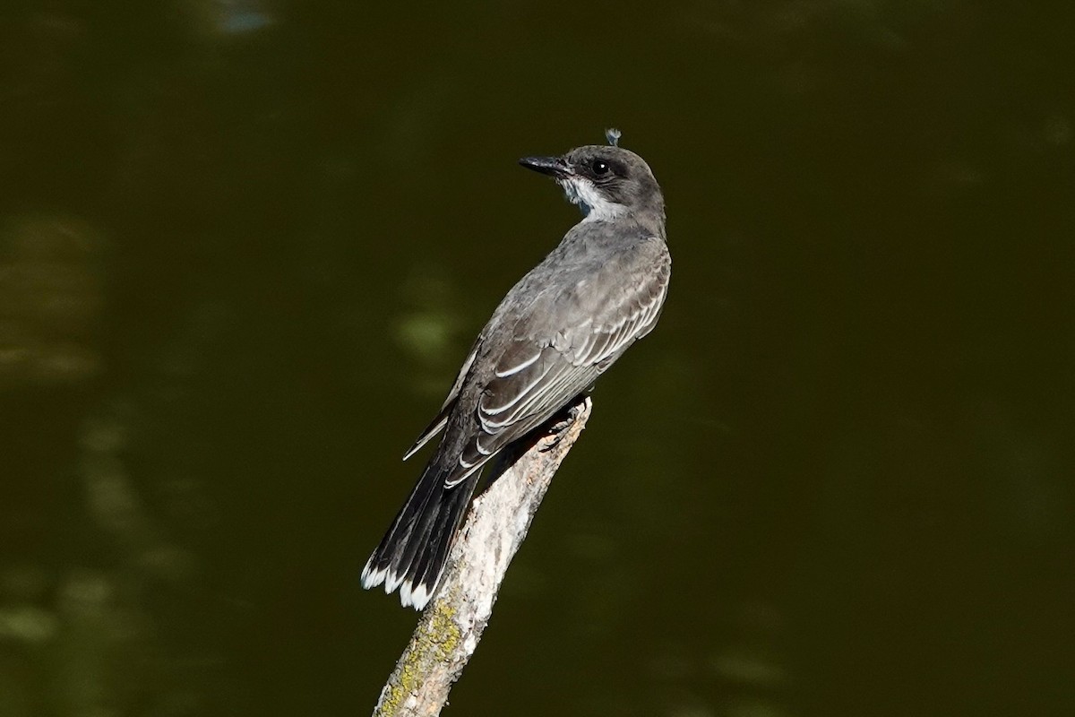 eBird Checklist - 7 Sep 2023 - Natomas Main Drainage Canal - 21 species