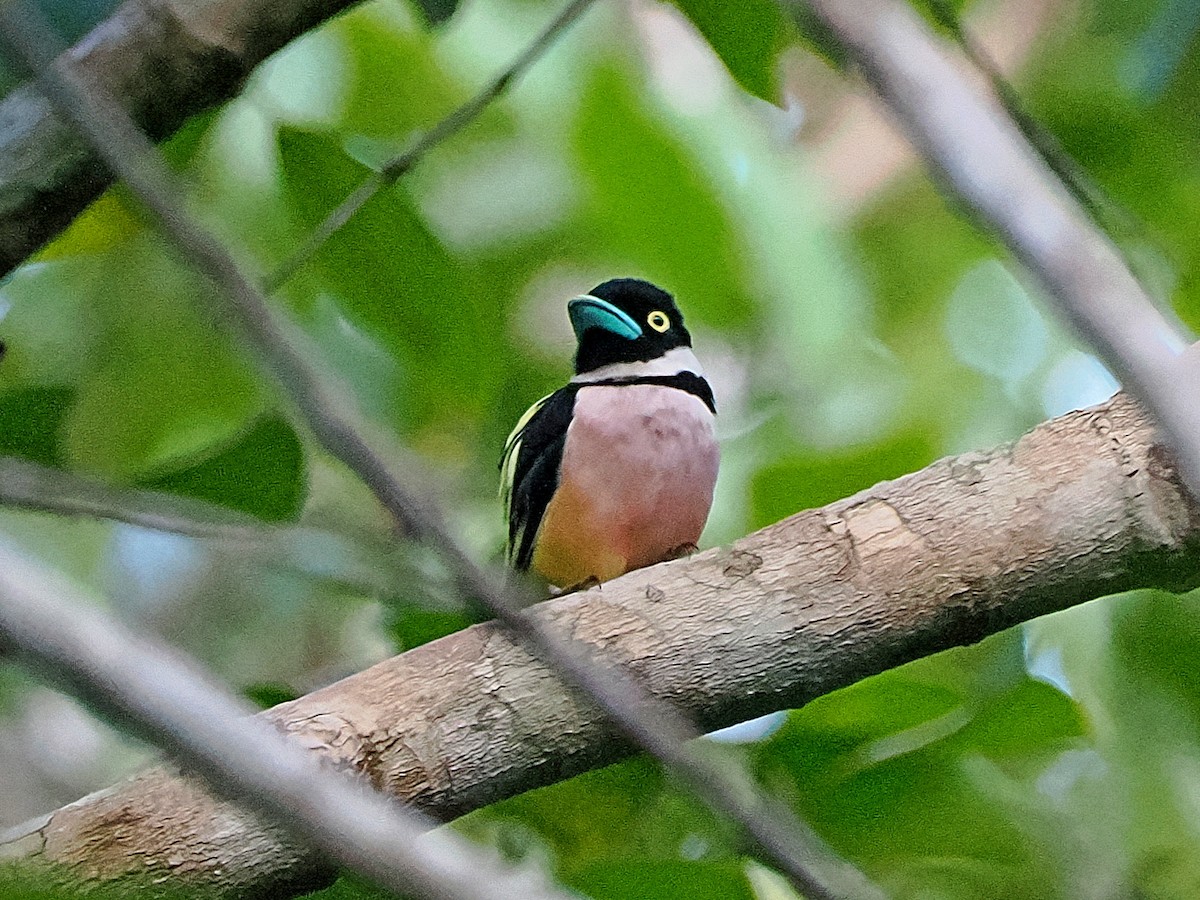 eBird Checklist - 28 Aug 2023 - Perlis State Park (Taman Negeri Perlis ...