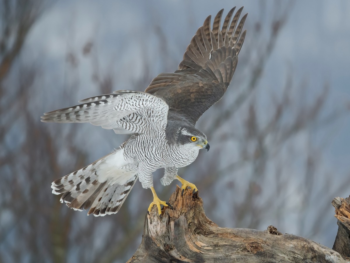 Eurasian Goshawk - Astur gentilis - Birds of the World