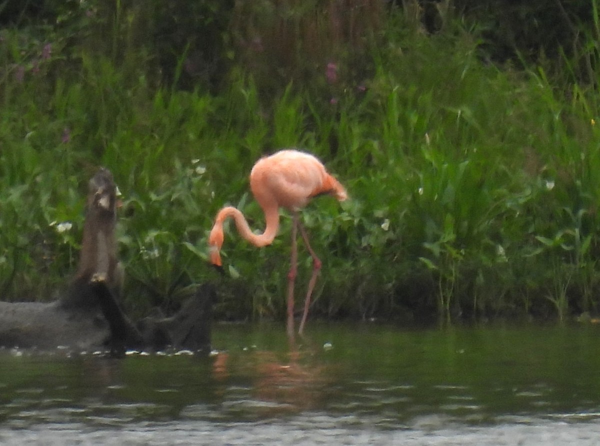 eBird Checklist - 8 Sep 2023 - stakeout American Flamingo, Gallatin Co ...