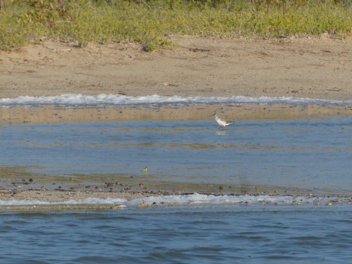 eBird Checklist - 29 Aug 2023 - Marriott's Salina - 25 species