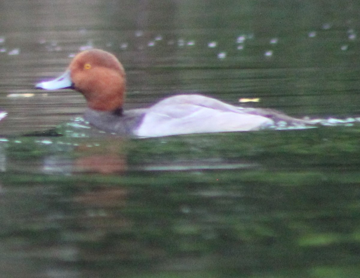 eBird Checklist - 8 Sep 2023 - Alum Creek SP--Cheshire Boat Ramp - 22 species