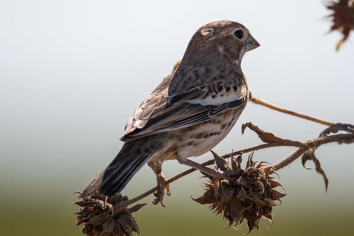 eBird Checklist - 8 Sep 2023 - Yolo Bypass Wildlife Area - 1 species