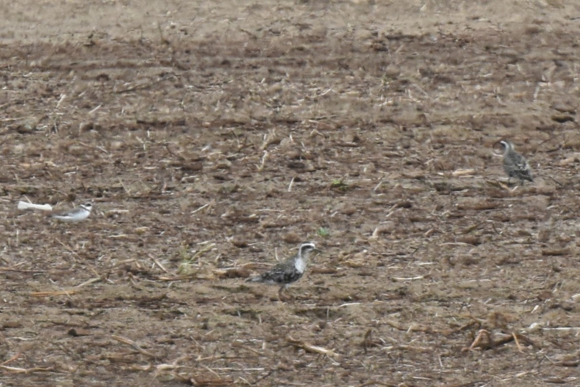 eBird Checklist - 8 Sep 2023 - 4310 South Gower Boundary Road ...
