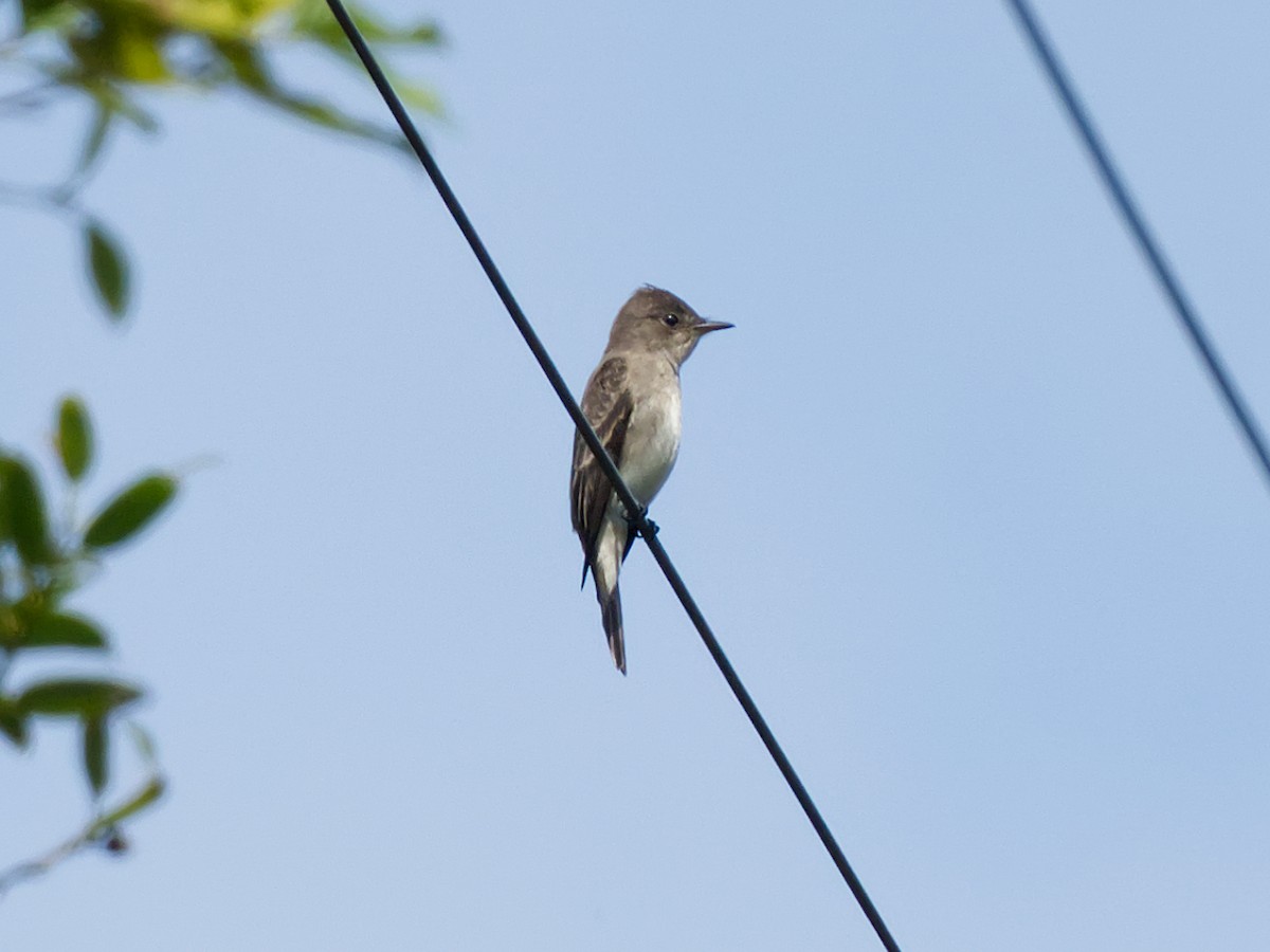 eBird Checklist - 8 Sep 2023 - 301–401 Russ Ln, Ferndale US-CA (40.5834 ...