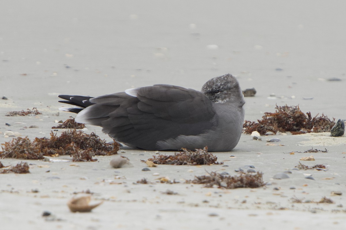 eBird Checklist - 8 Sep 2023 - Mayport Naval Station and Jetties Beach ...