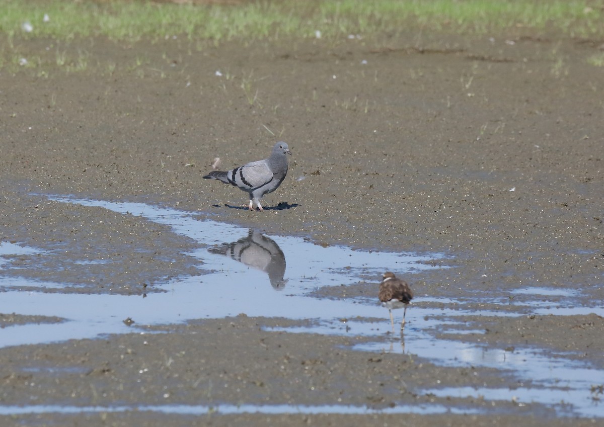 eBird Checklist - 5 Sep 2023 - Killdeer Plains Wildlife Area (Wyandot ...