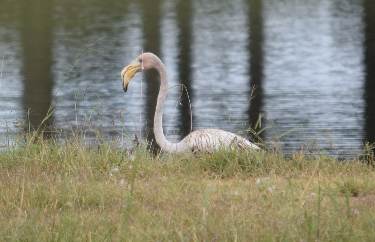 eBird Checklist - 4 Sep 2023 - Pumping Station Rd. Flamingo 🦩 Pond ...