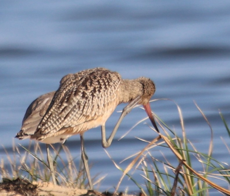 eBird Checklist - 9 Sep 2023 - Bayfront Park/Village Point (Daphne ...