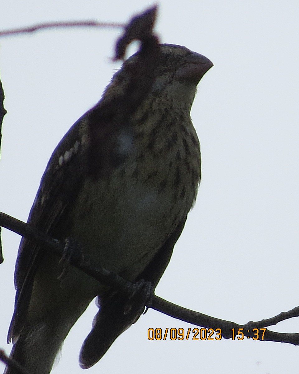 eBird Checklist - 8 Sep 2023 - Bentley Nature Preserve - 17 species