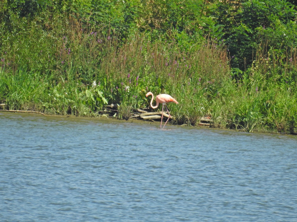 eBird Checklist - 8 Sep 2023 - American Flamingo Location Indiana - 7 ...