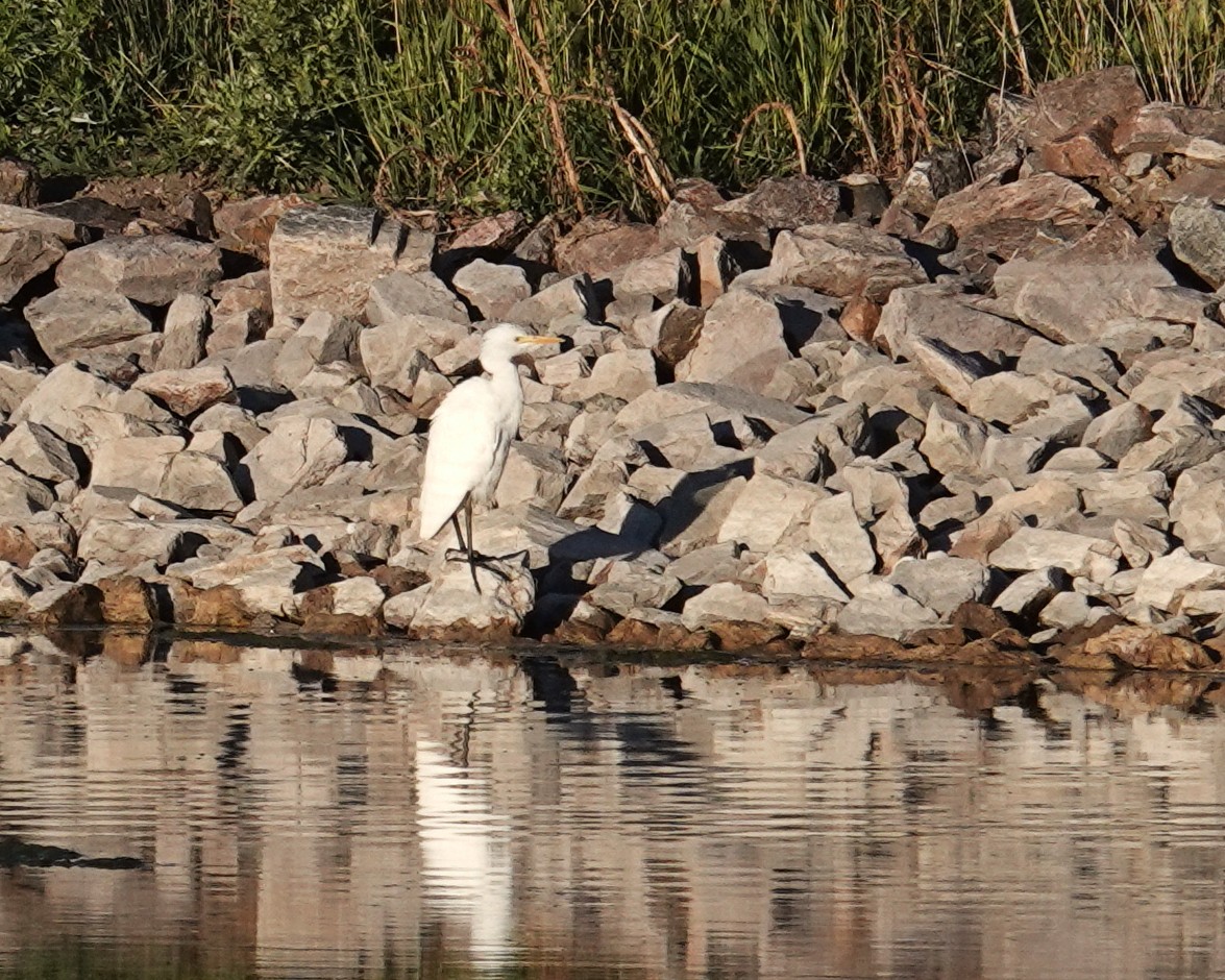 eBird Checklist - 9 Sep 2023 - Parker Regional Park (aka Salisbury ...