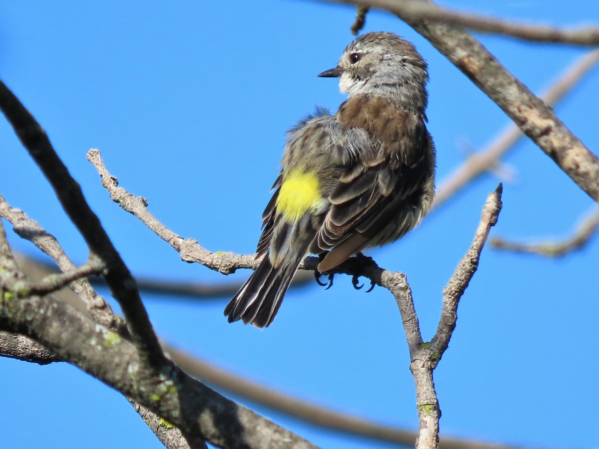eBird Checklist - 9 Sep 2023 - triple C canoe launch - 13 species
