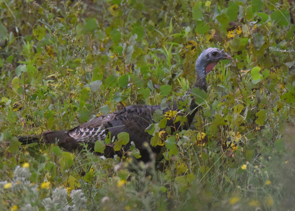 eBird Checklist - 9 Sep 2023 - Palmyra Cove Nature Park - 26 species