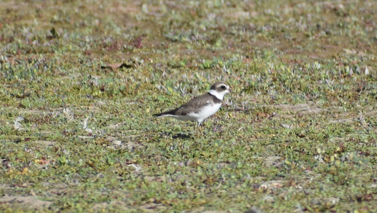 eBird Checklist - 9 Sep 2023 - Mann Lake - 31 species