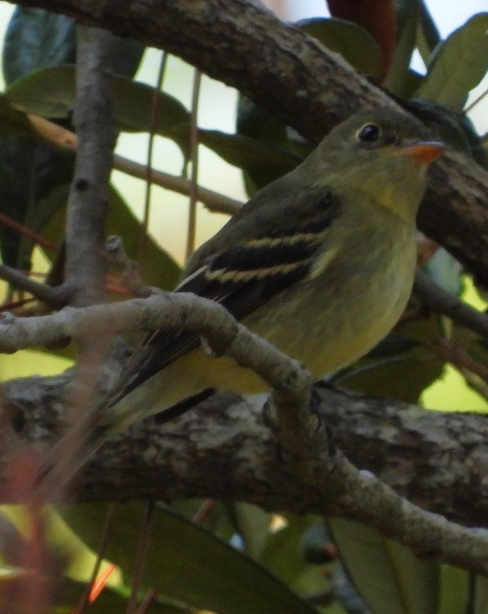 eBird Checklist - 9 Sep 2023 - Fort Morgan--Stables - 14 species (+1 ...