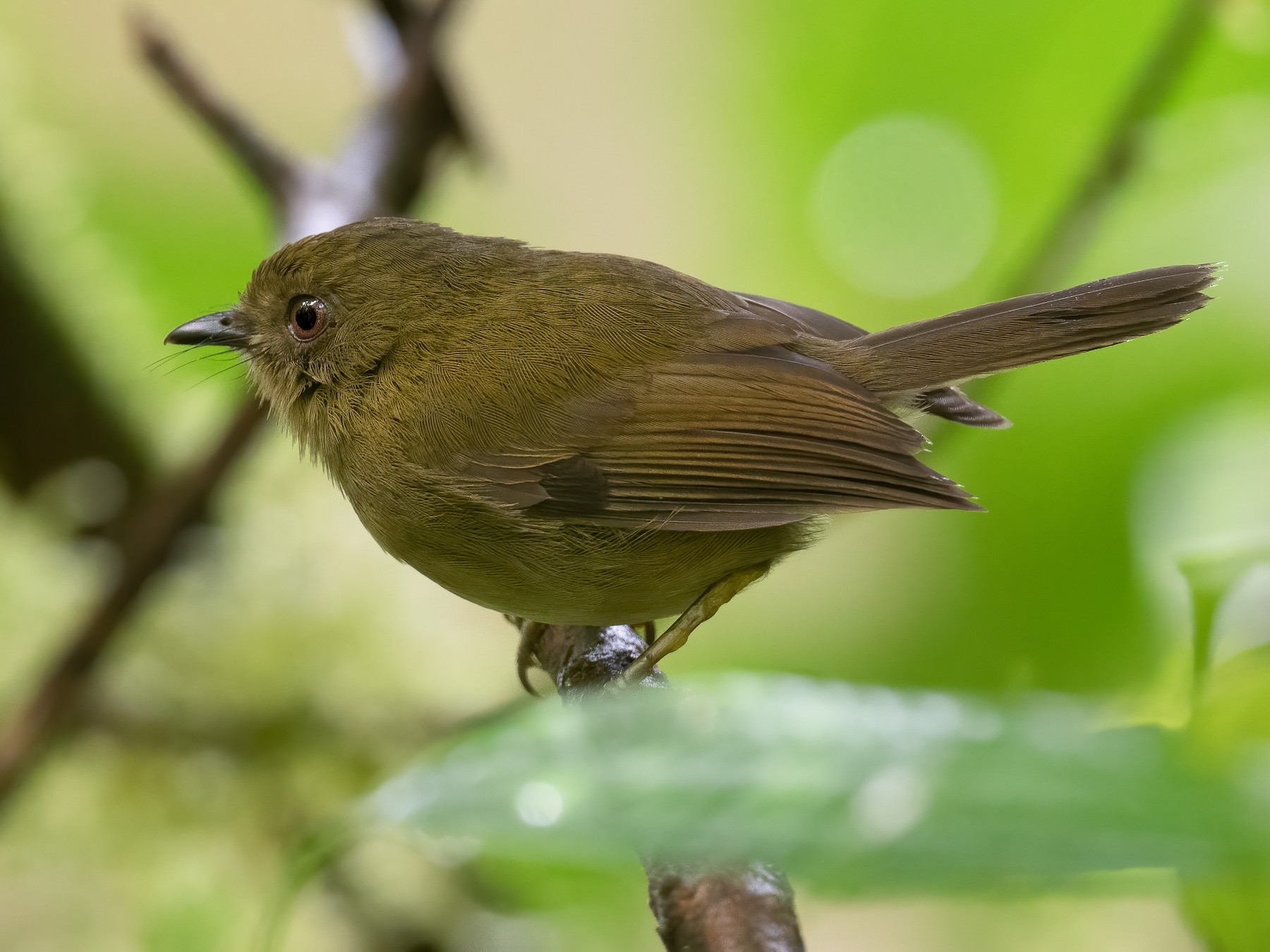 Bronze-olive Pygmy-Tyrant - eBird