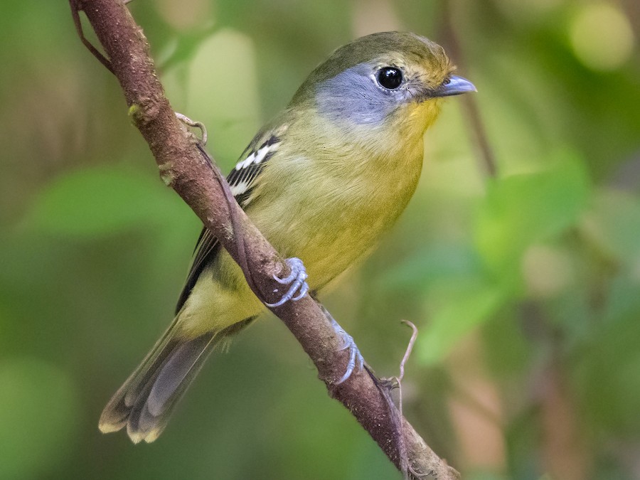 Wing-barred Piprites - eBird