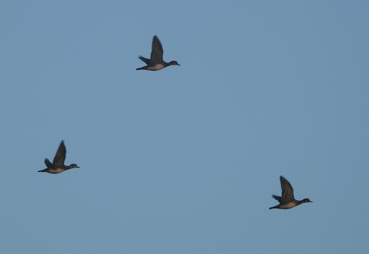 eBird Checklist - 9 Sep 2023 - Loxahatchee NWR - 45 species (+6 other taxa)