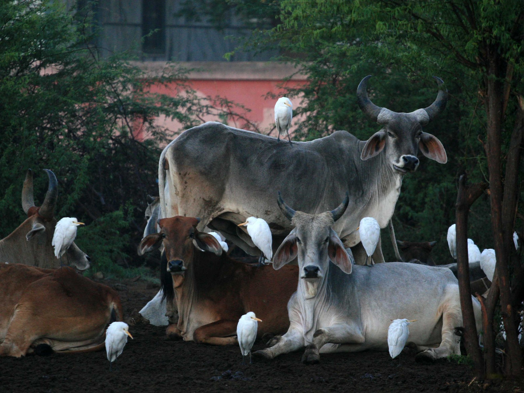 Eastern Cattle Egret - eBird