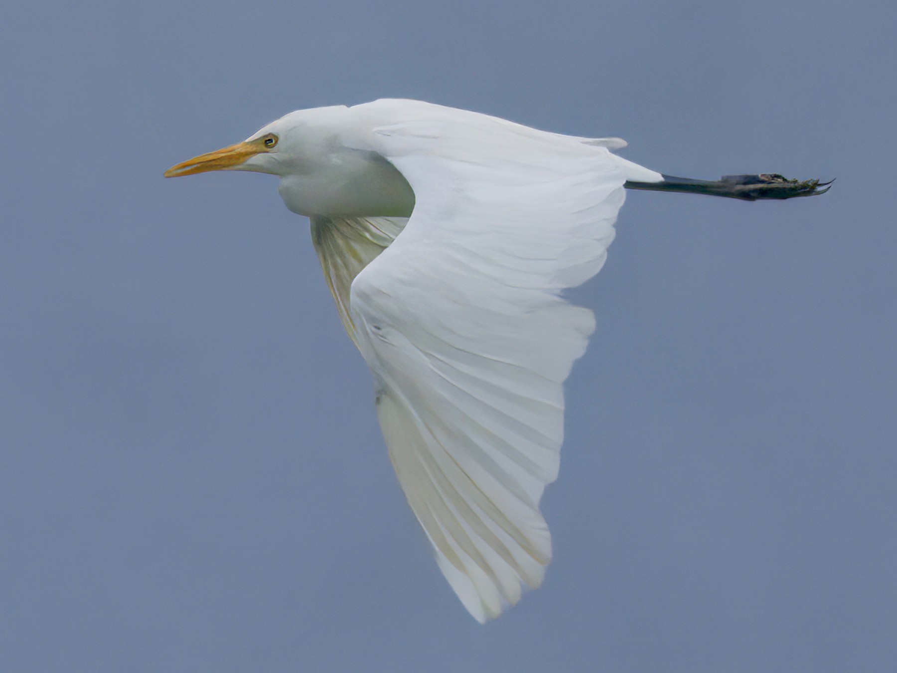 Eastern Cattle Egret - eBird
