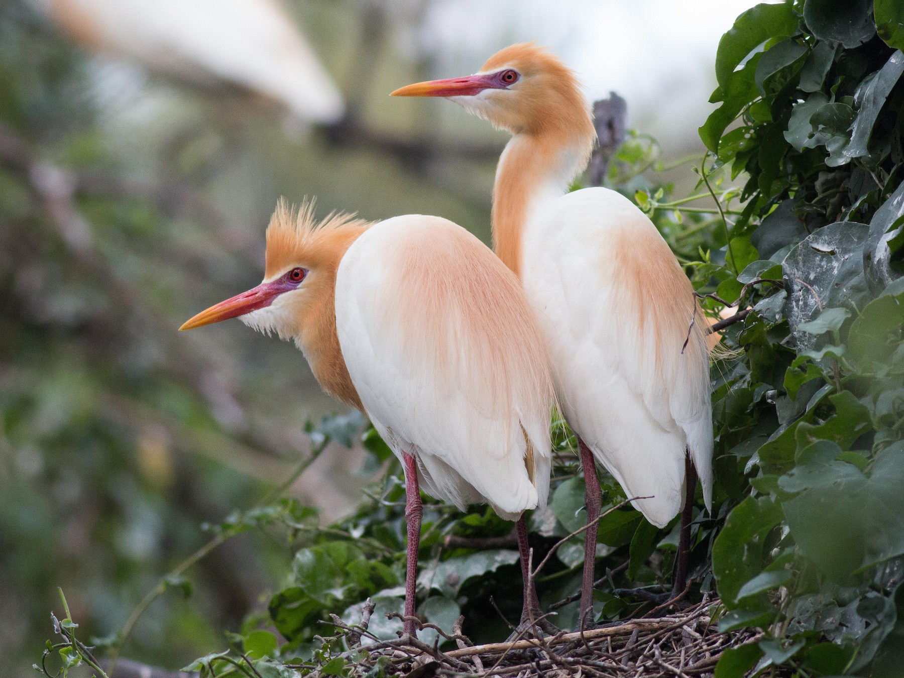 Eastern Cattle Egret - eBird