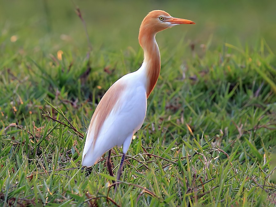 Garza Ganadera Oriental - eBird
