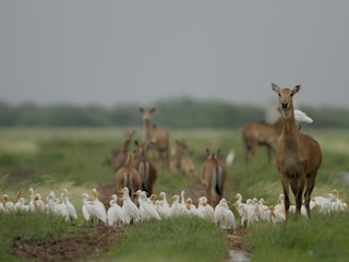 Eastern Cattle-Egret - eBird