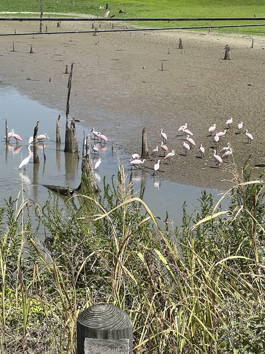 eBird Checklist - 9 Sep 2023 - FM-356, Trinity US-TX (30.9036,-95.2347 ...