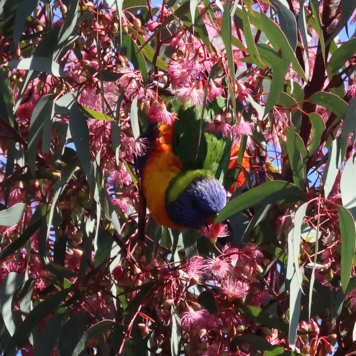 eBird Checklist - 10 Sep 2023 - Australian Institute of Sport (Bruce ...