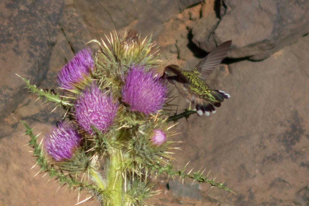 eBird Checklist - 7 Sep 2023 - Steens Mountain--East Rim - 16 species ...