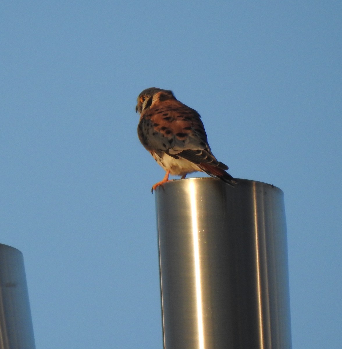 eBird Checklist - 9 Sep 2023 - FermiLab (DuPage Co.) - 37 species (+4 ...