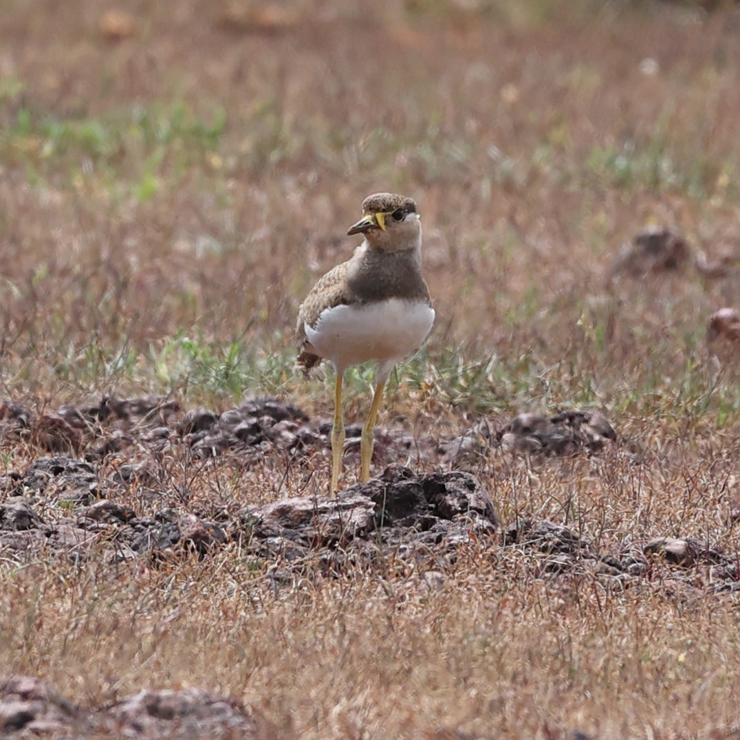 eBird Checklist - 26 Aug 2023 - Madayi Para - 32 species