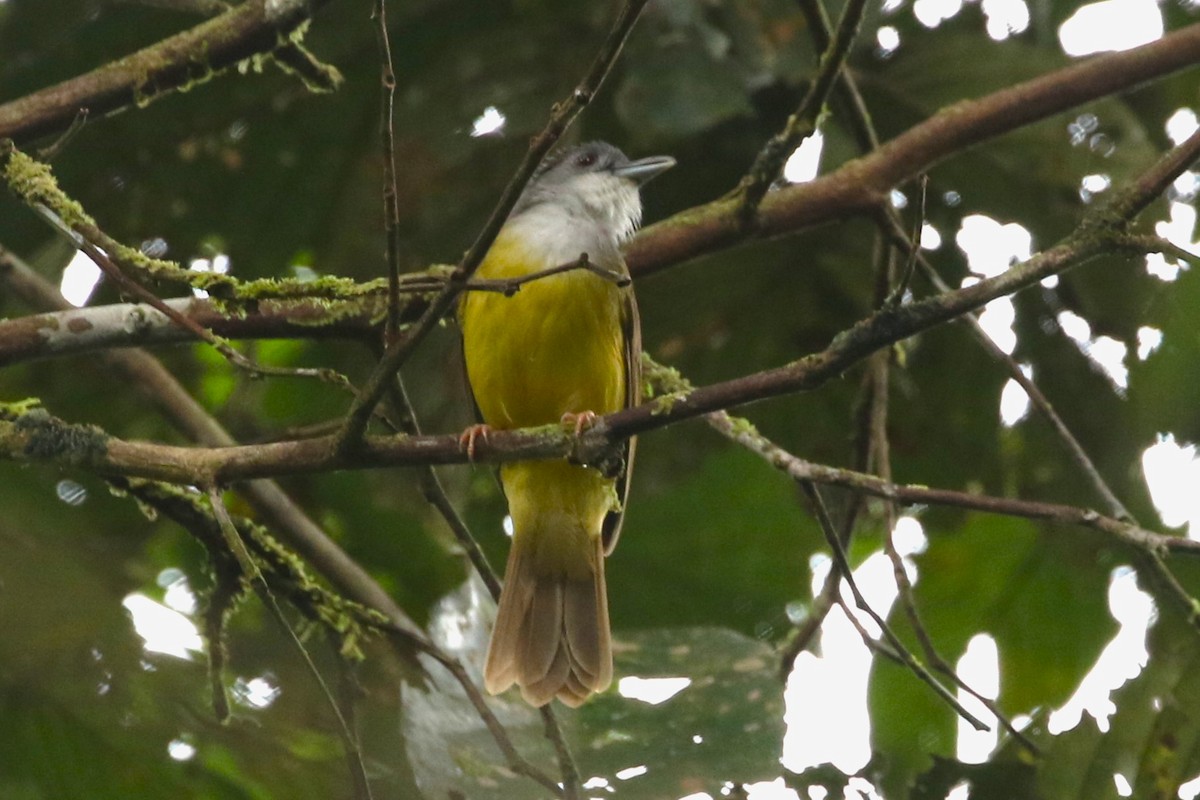 eBird Checklist - 10 Mar 2023 - Danum Valley Field Centre (DVFC) - 15 ...