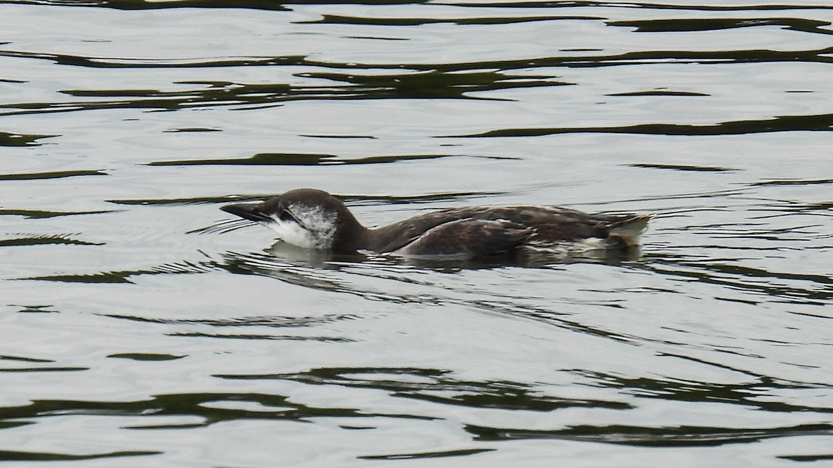 eBird Checklist - 10 Sep 2023 - Howe Point, Ducktrap - 12 species