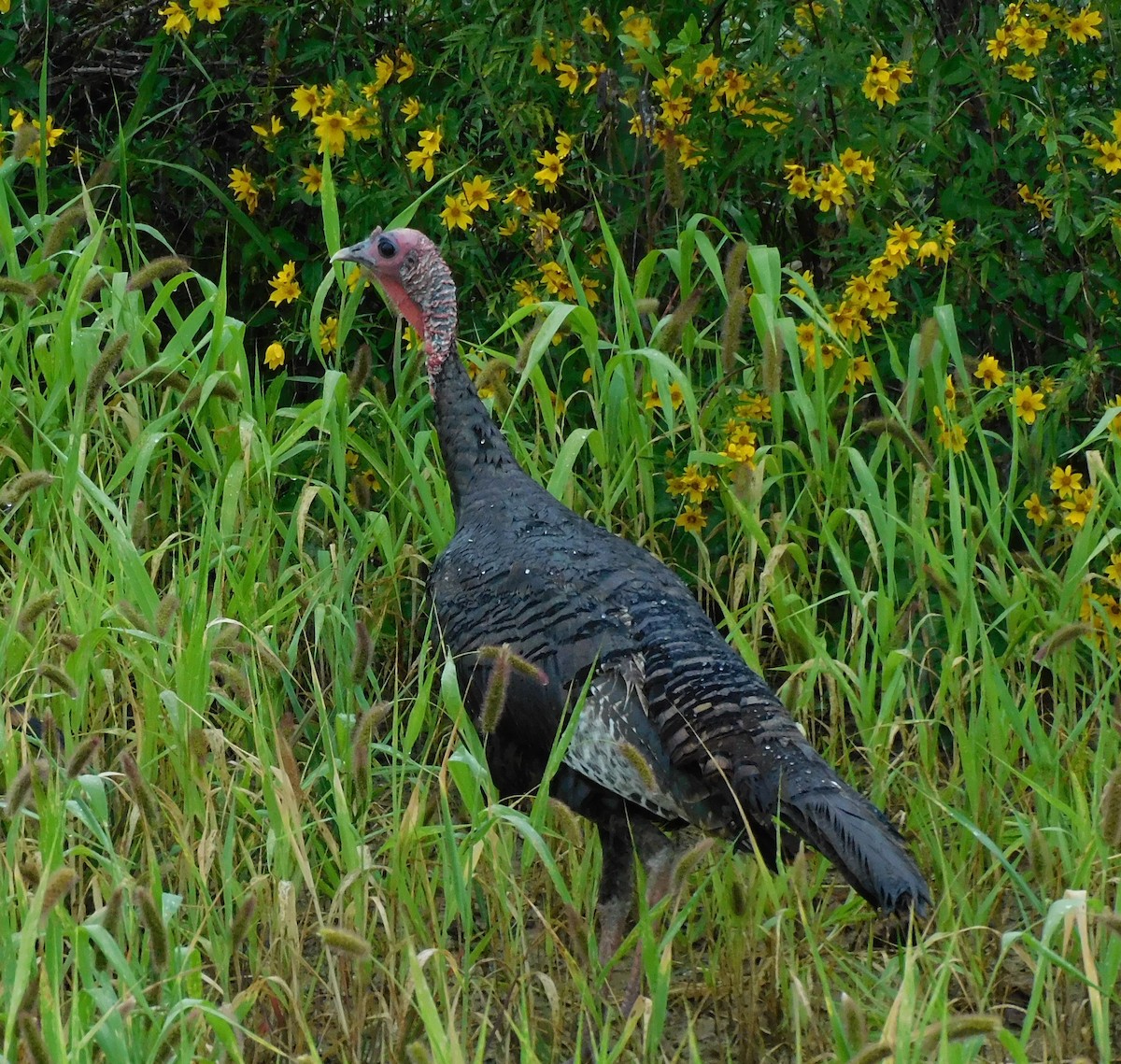 eBird Checklist - 10 Sep 2023 - Occoquan Bay NWR - 18 species (+1 other ...