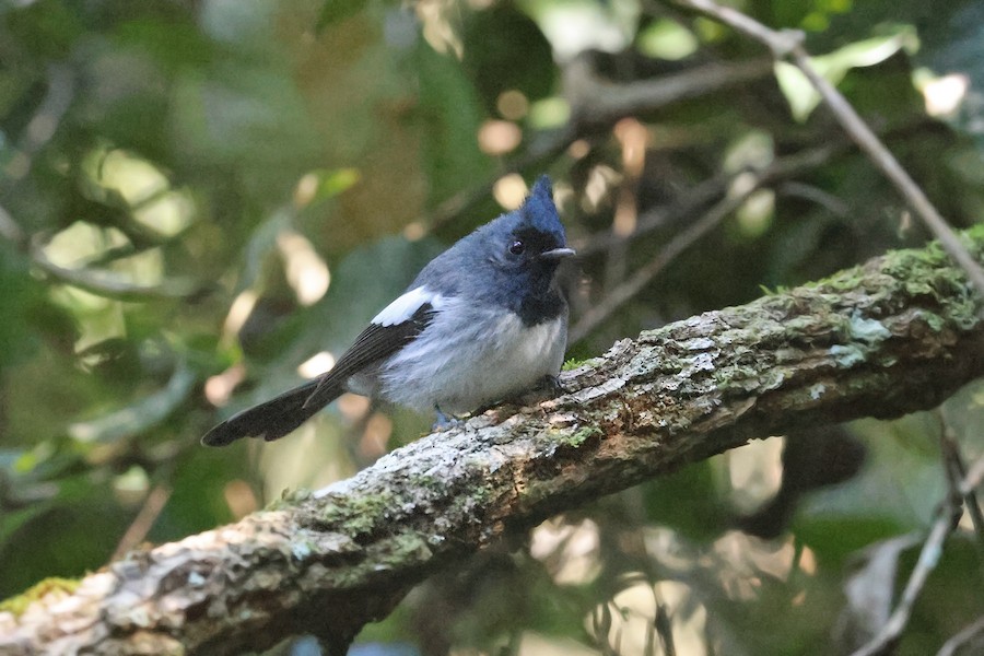 African Crested Flycatcher (Southern) - eBird