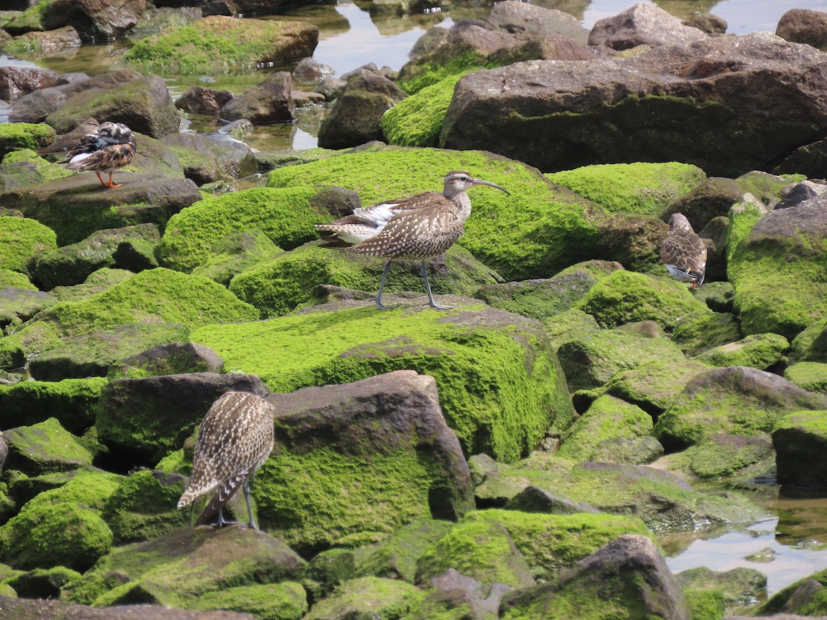 eBird Checklist - 9 Sep 2023 - RNL Estuário do Douro--área geral - 35 ...