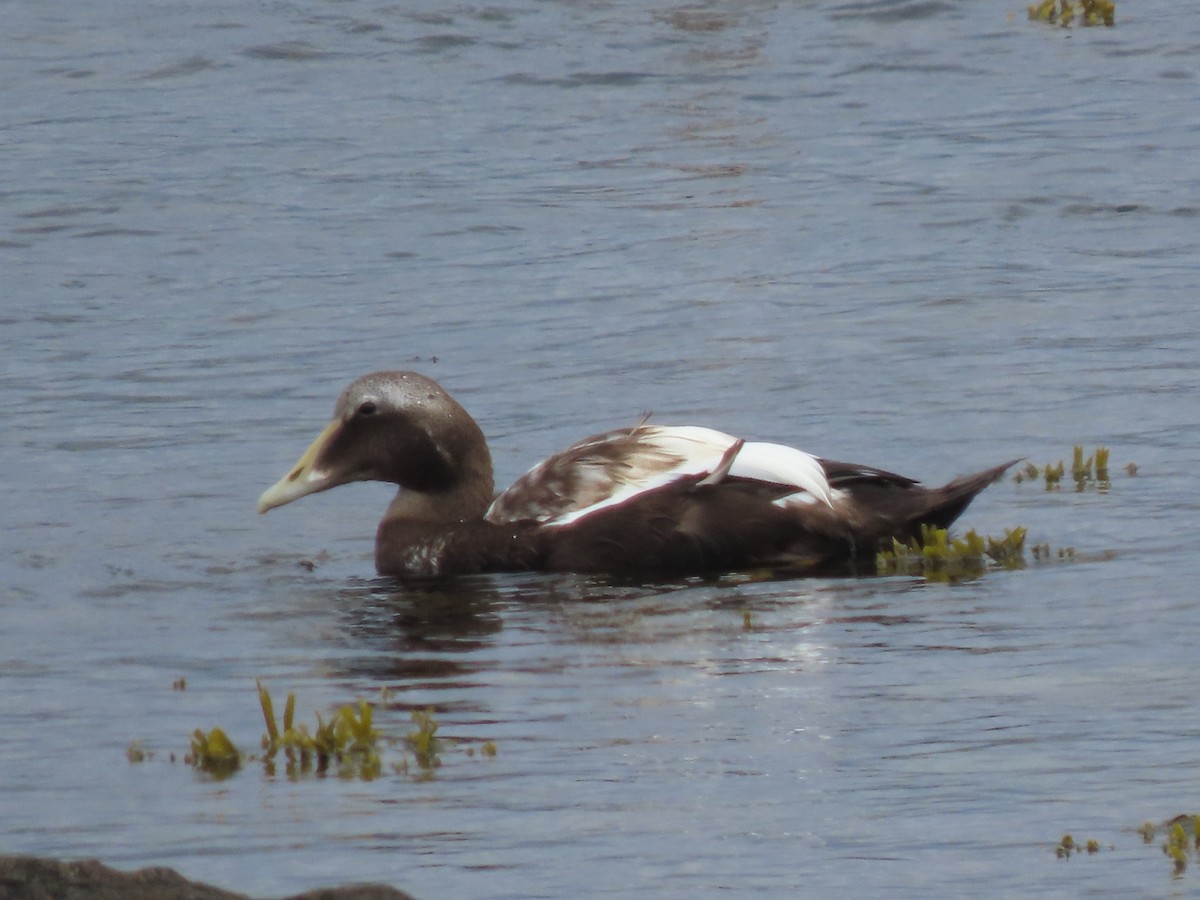 eBird Checklist - 9 Sep 2023 - RNL Estuário do Douro--área geral - 35 ...