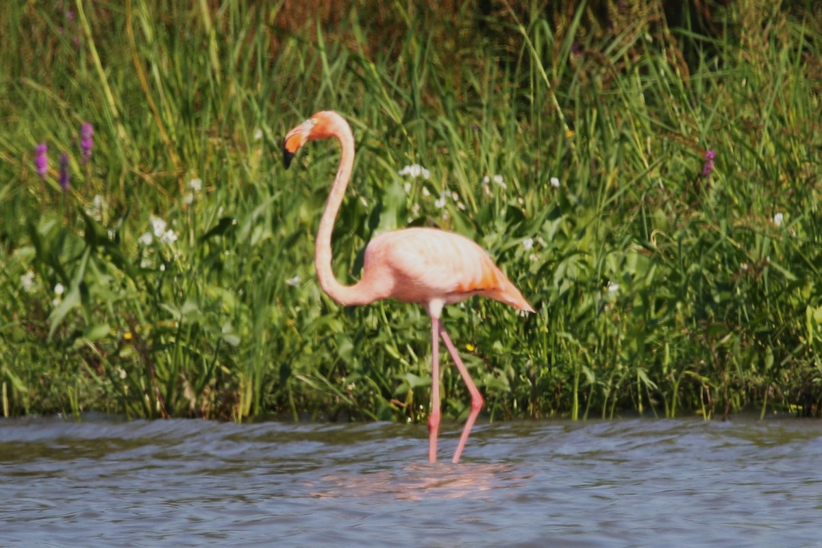 eBird Checklist - 10 Sep 2023 - stakeout American Flamingo, Gallatin Co ...
