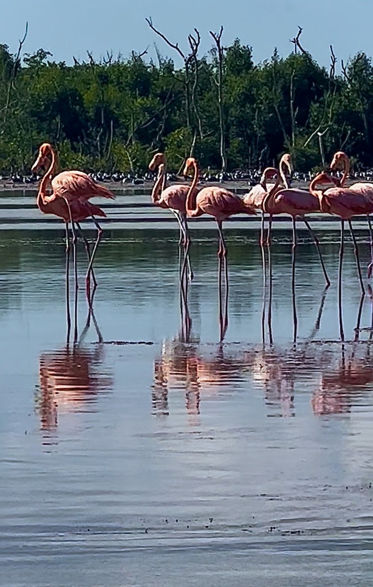 eBird Checklist - 10 Sep 2023 - from Flamingo to Gibby Point via canoe ...