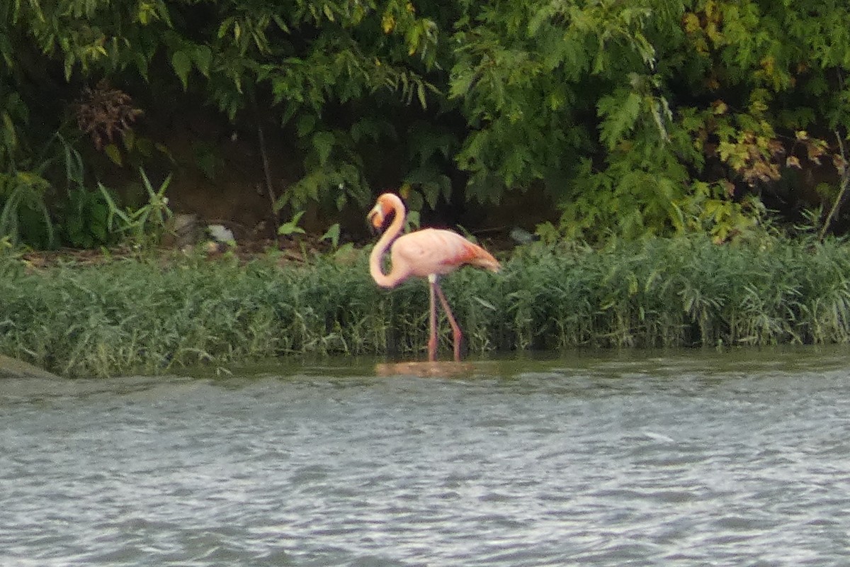 eBird Checklist - 8 Sep 2023 - stakeout American Flamingo, Gallatin Co ...