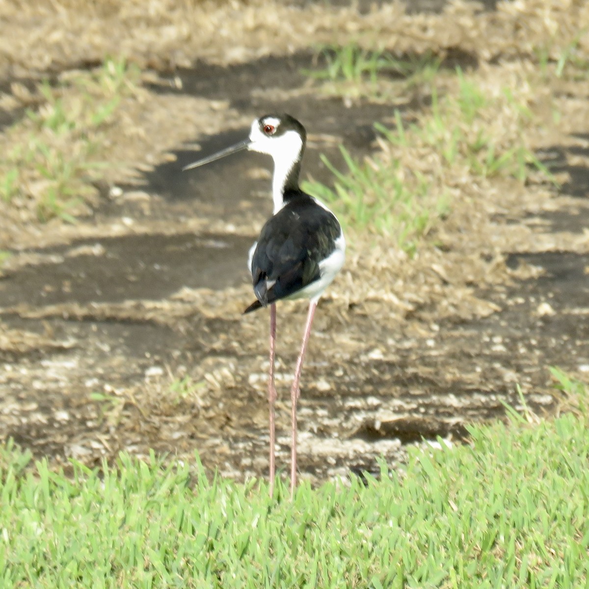 eBird Checklist - 10 Sep 2023 - Hatton Hwy Sod Farms - 21 species